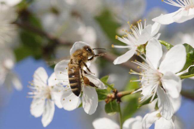 Contro l'afa estiva scopri il polline di api - Riza.it
